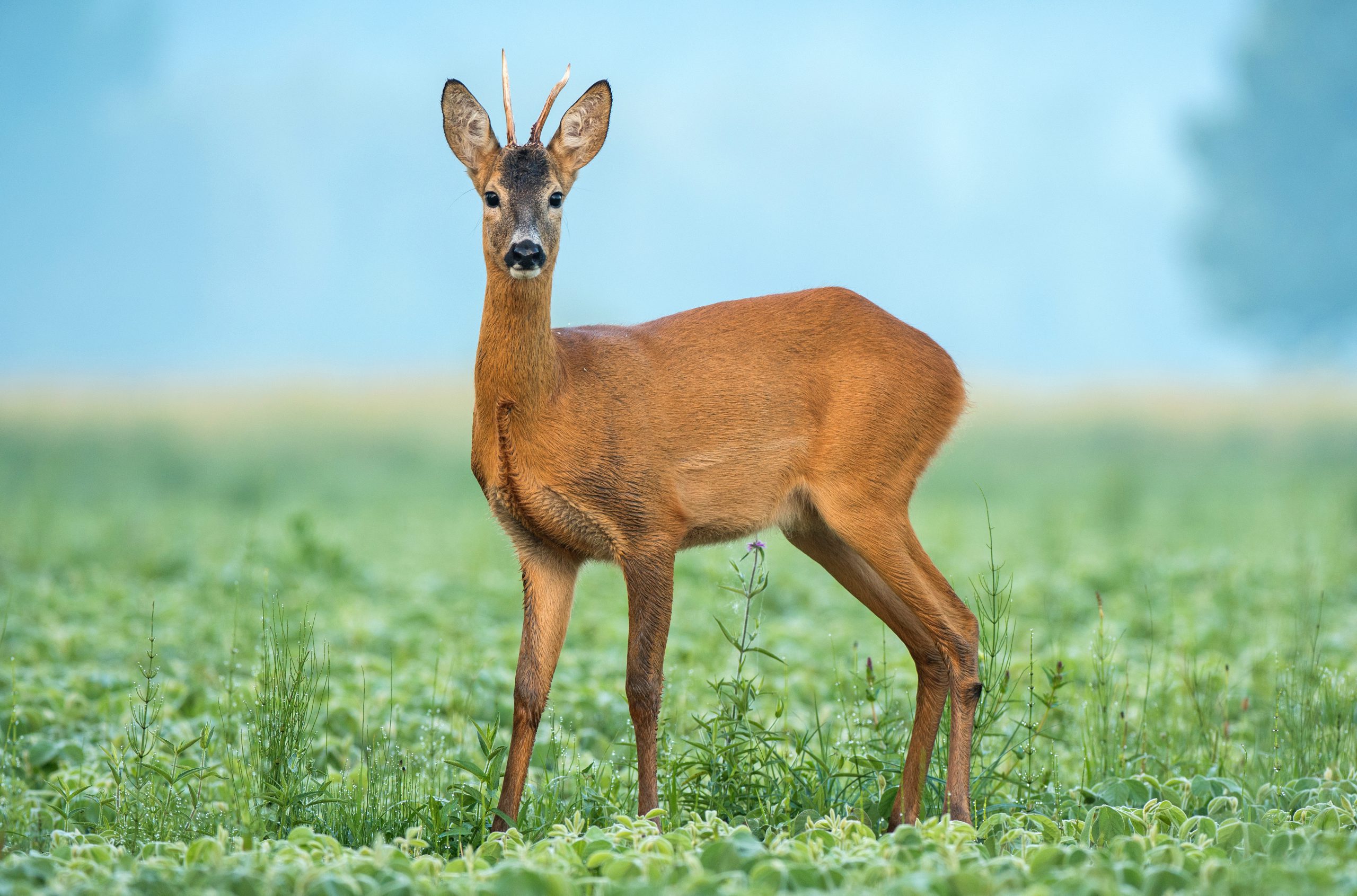 Wildbret - Jagd und Forst